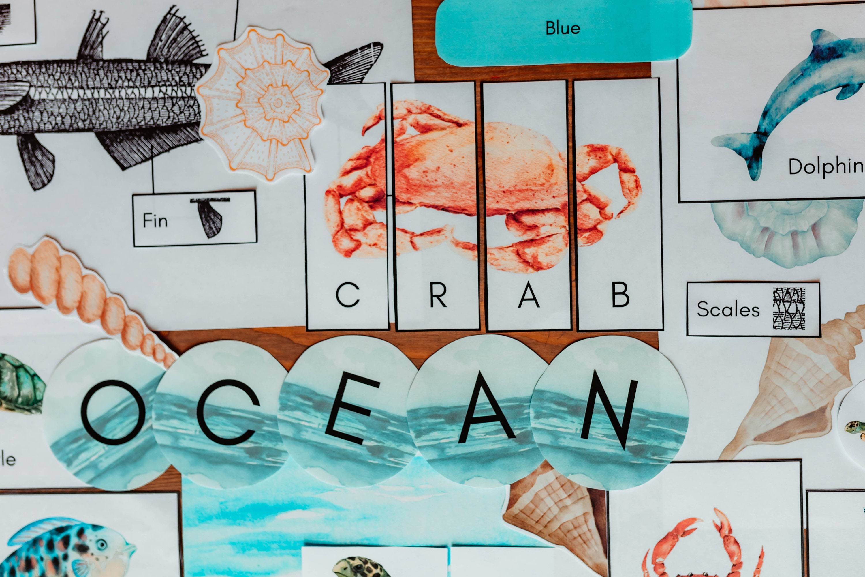 Ocean Study, Toddler - Prek Unit Study, Summer and Spring Morning Work ...