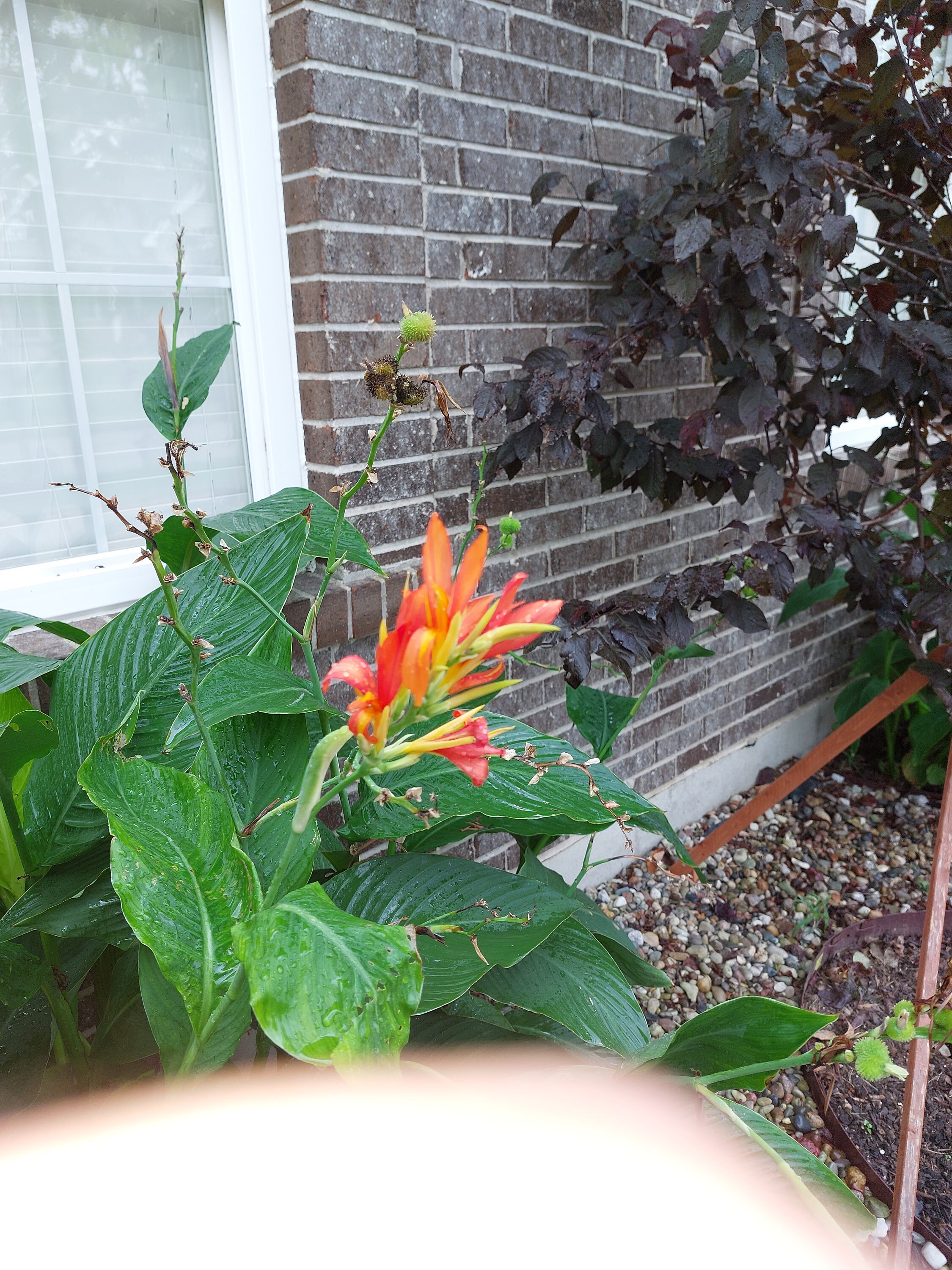 Canna Lily Rhizomes bulbs los Angeles Variety - Etsy