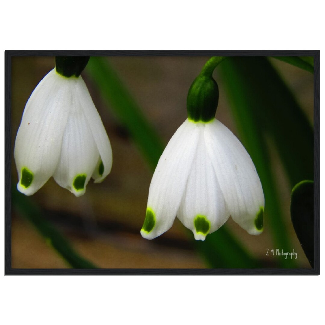 Snowbells - Etsy