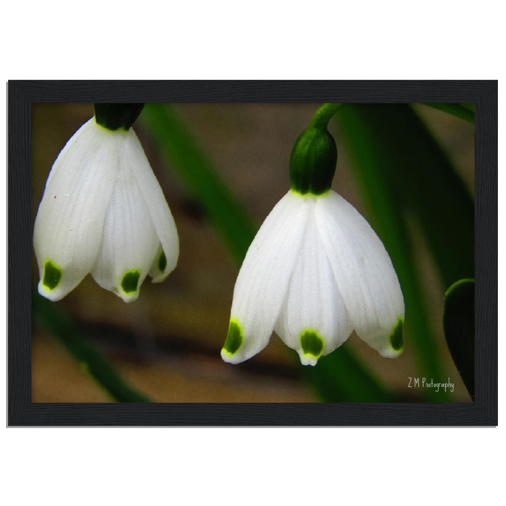 Snowbells - Etsy