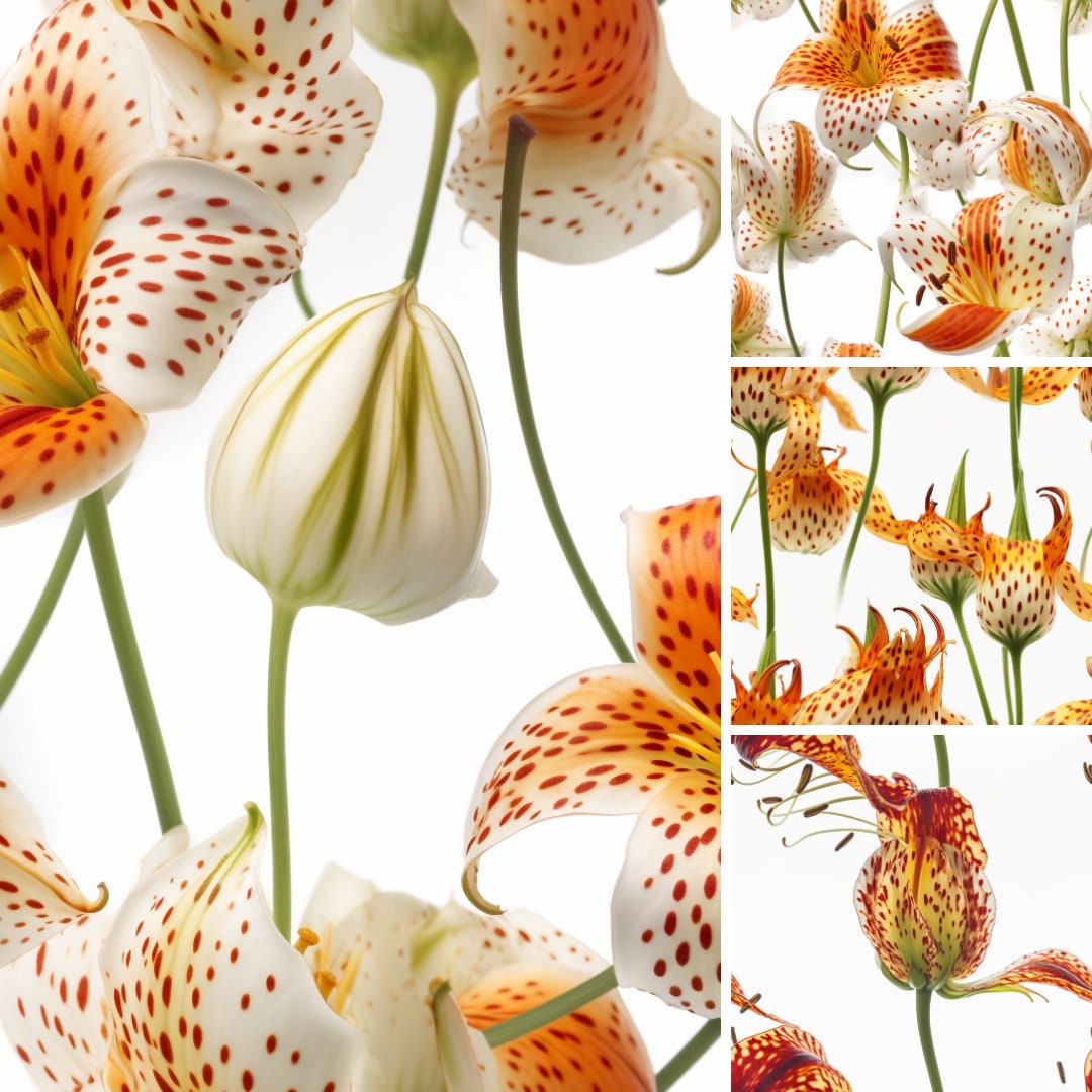 Lily Patterns - Popular Types, Seamless Tiles, 300 DPI, 12inch, JPG ...