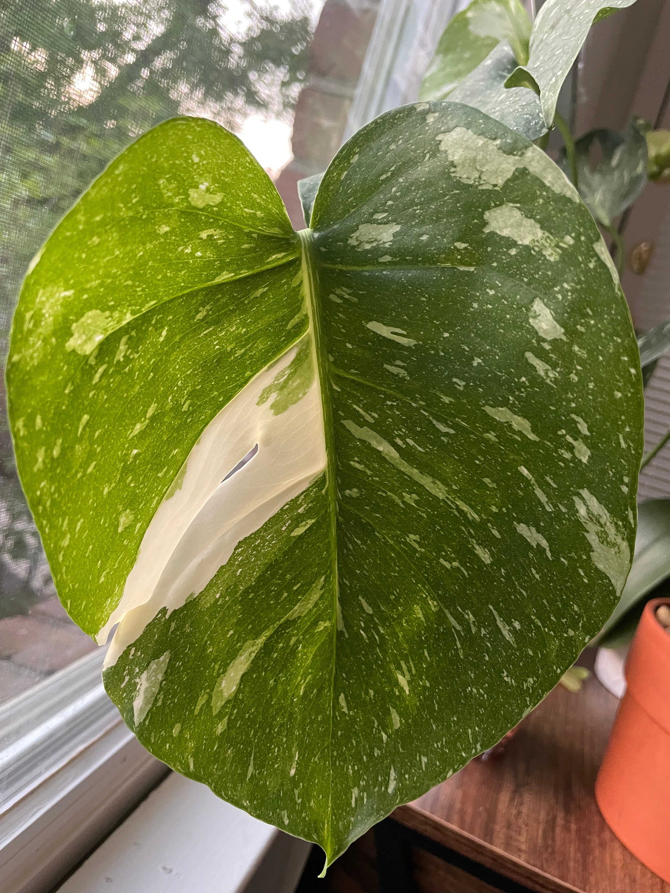 Monstera Thai Constellations - Etsy