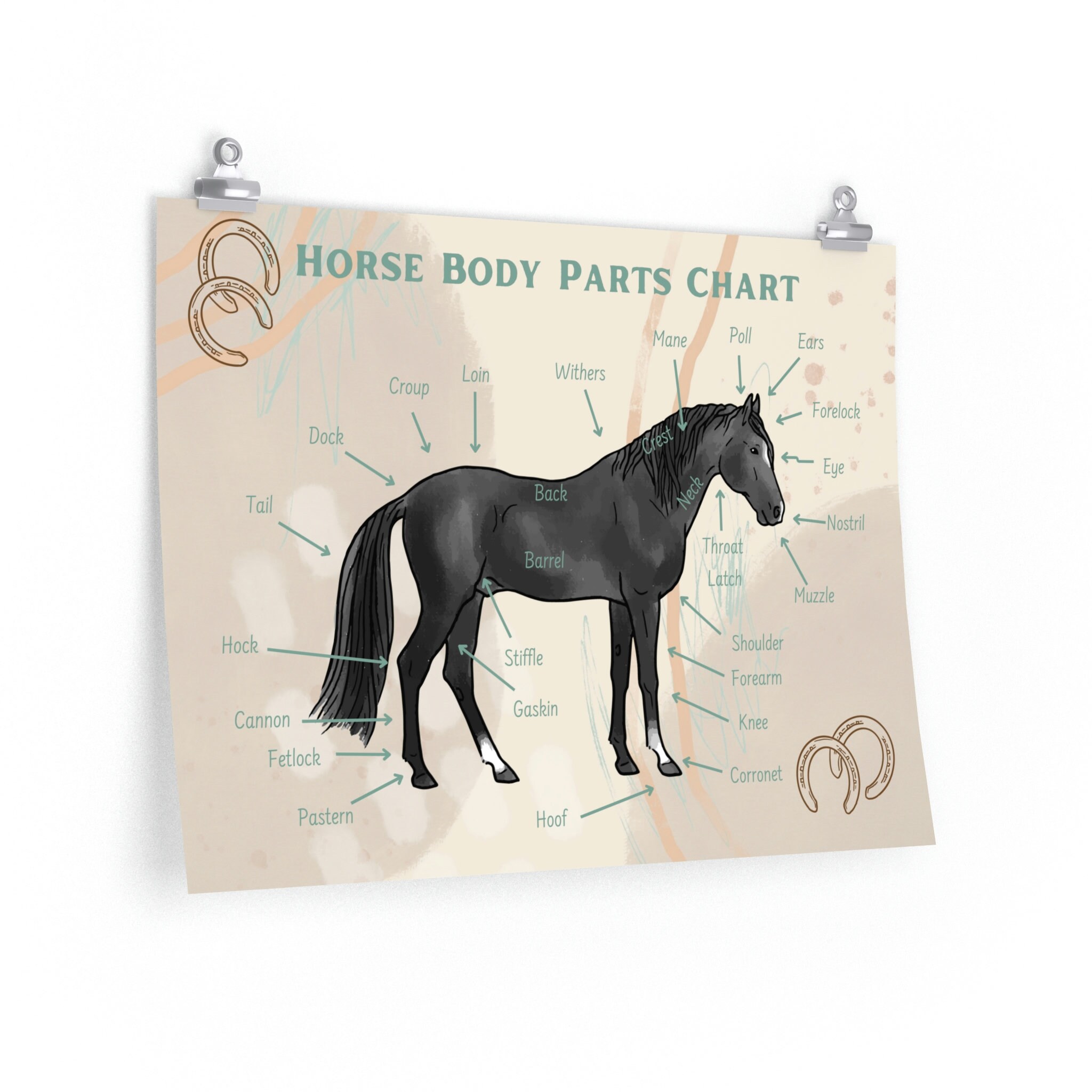 Horse Body Parts Chart Premium Matte Horizontal Posters - Etsy