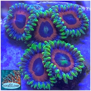 Watermelon Zoanthids Live Saltwater Coral by Coralslover - Etsy