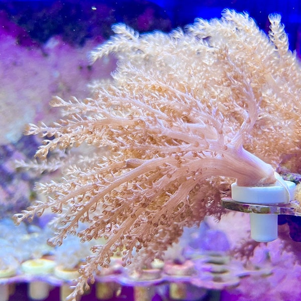 Finger Coral - Etsy