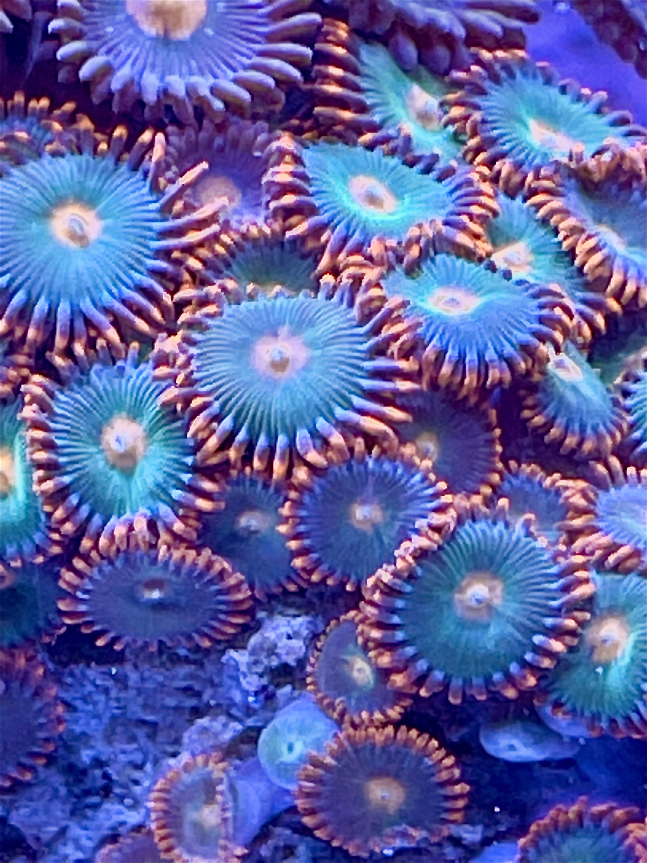 Citrus Zoanthids - Etsy