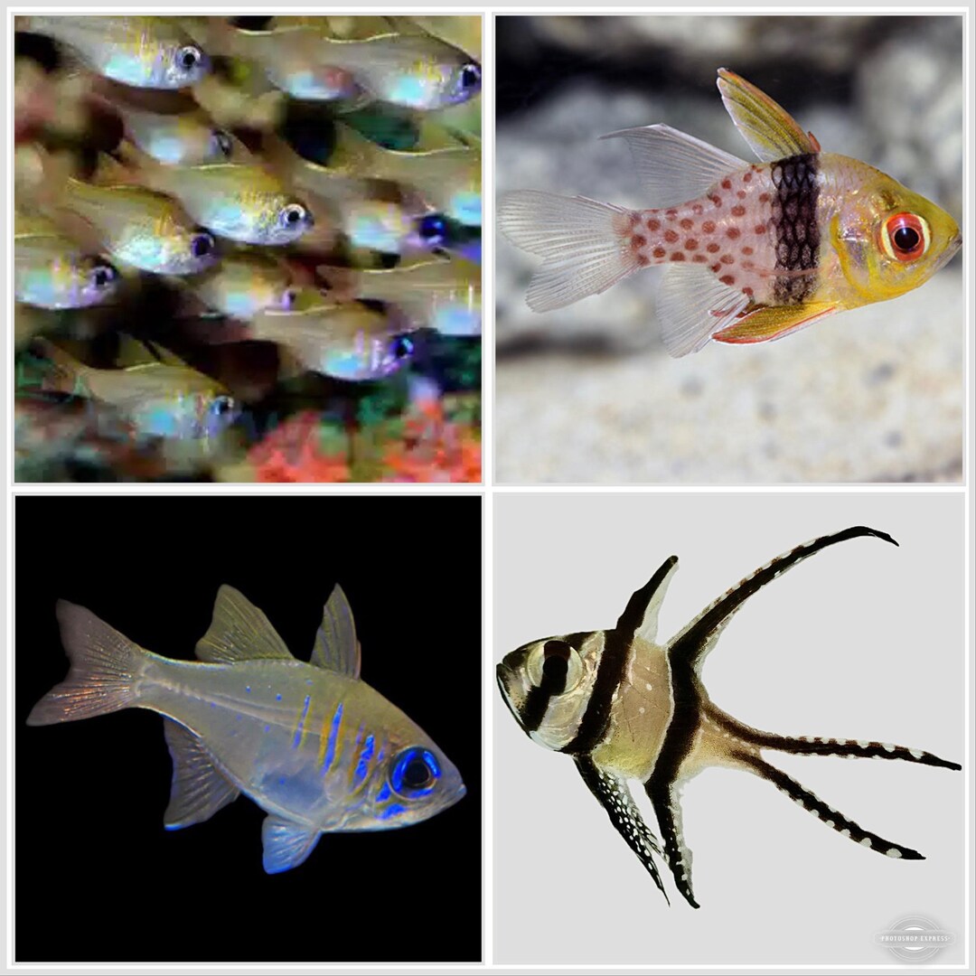 Cardinal Fish Variety. Live Saltwater Fish by Coralslover - Etsy
