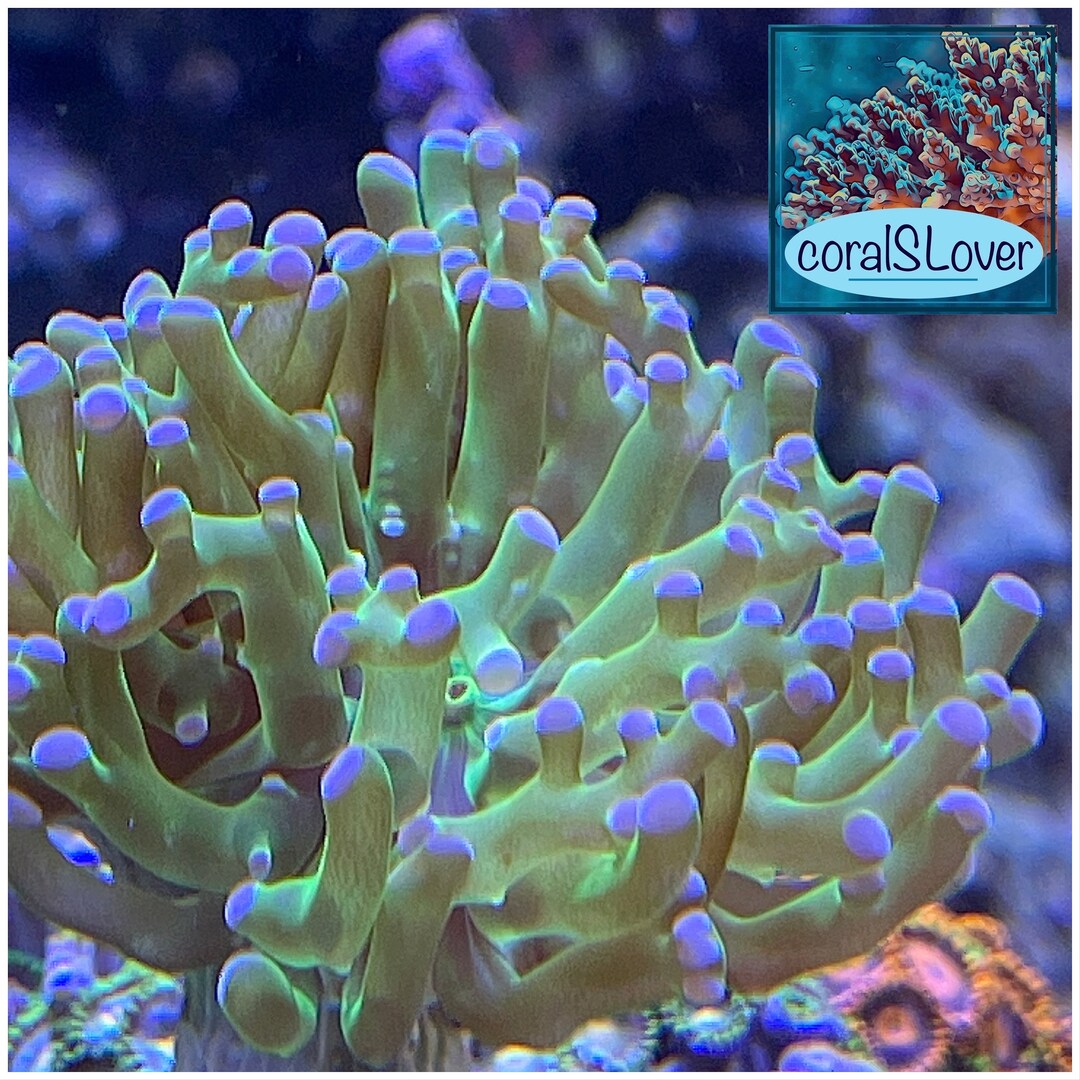 Neon Green and Pink Tips Frogspawn - Etsy