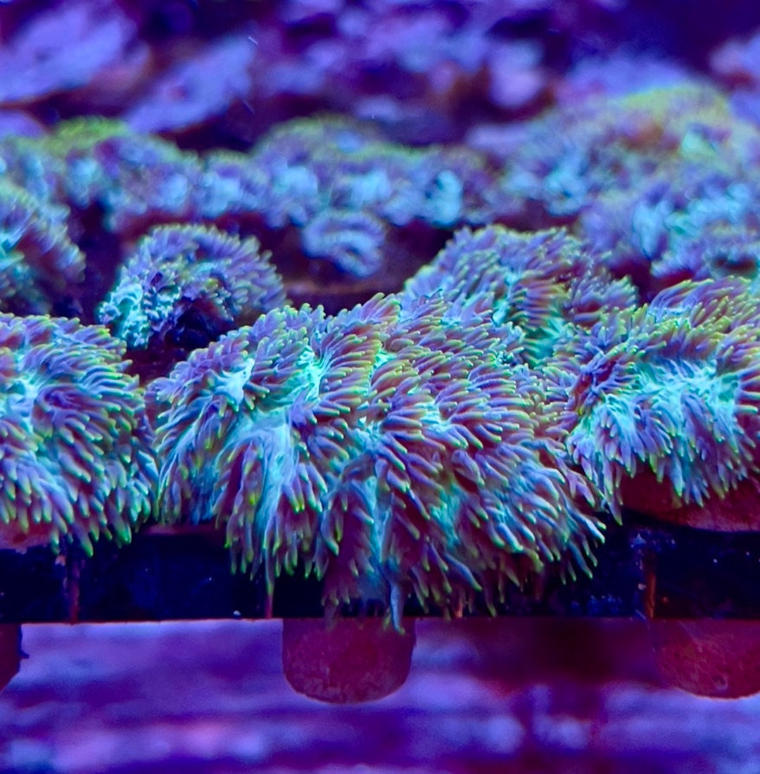 Neon Green Encrusting Horn Live Saltwater SPS Coral by Coralslover - Etsy