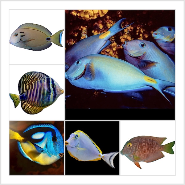 Saltwater Fish - Etsy