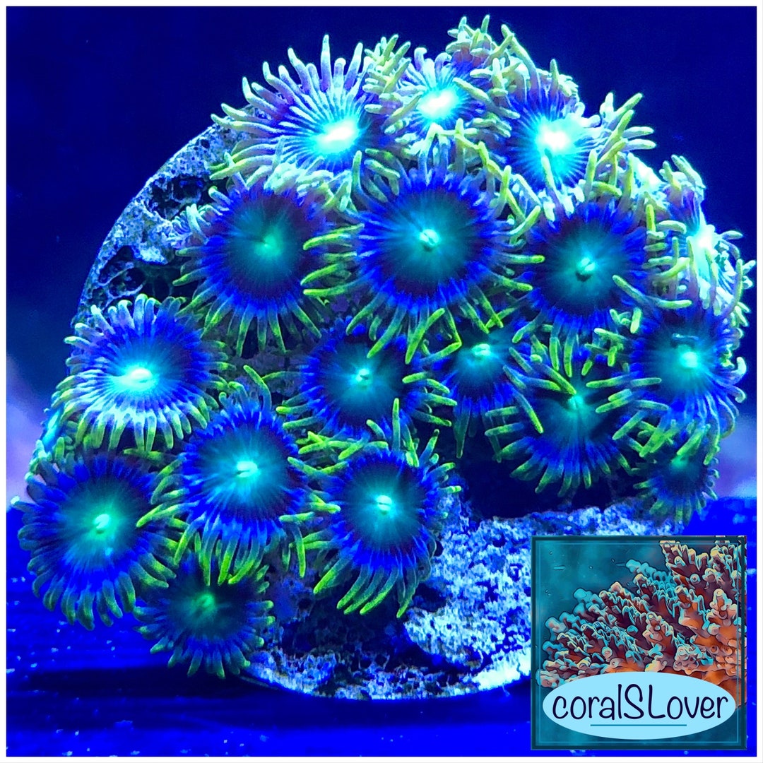 Radioactive Dragon Eye Zoanthids - Etsy