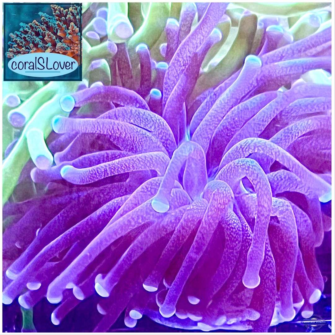 Flaming Ghost Torch (white Tips) Live Saltwater Coral - Etsy