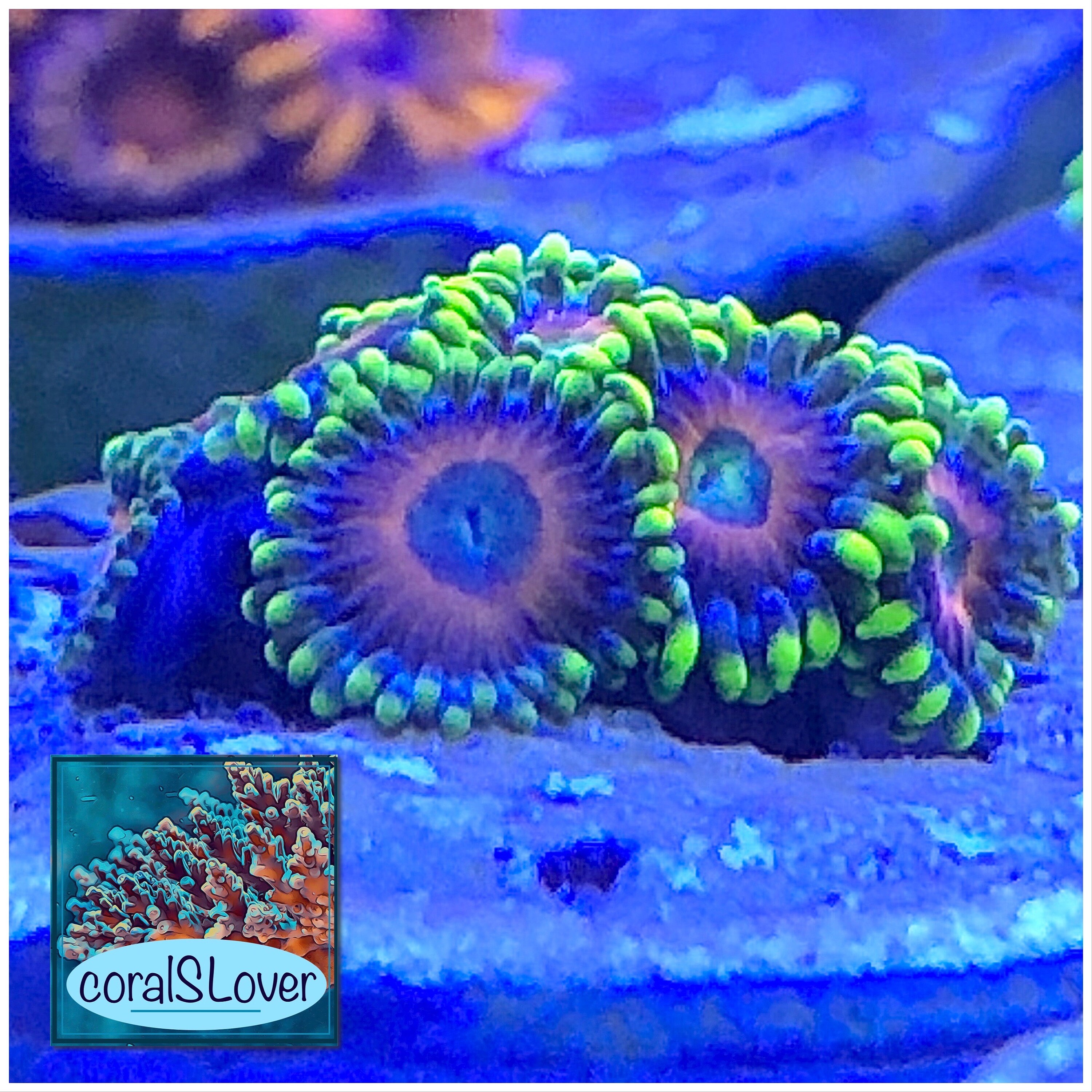 Watermelon Zoanthids - Etsy