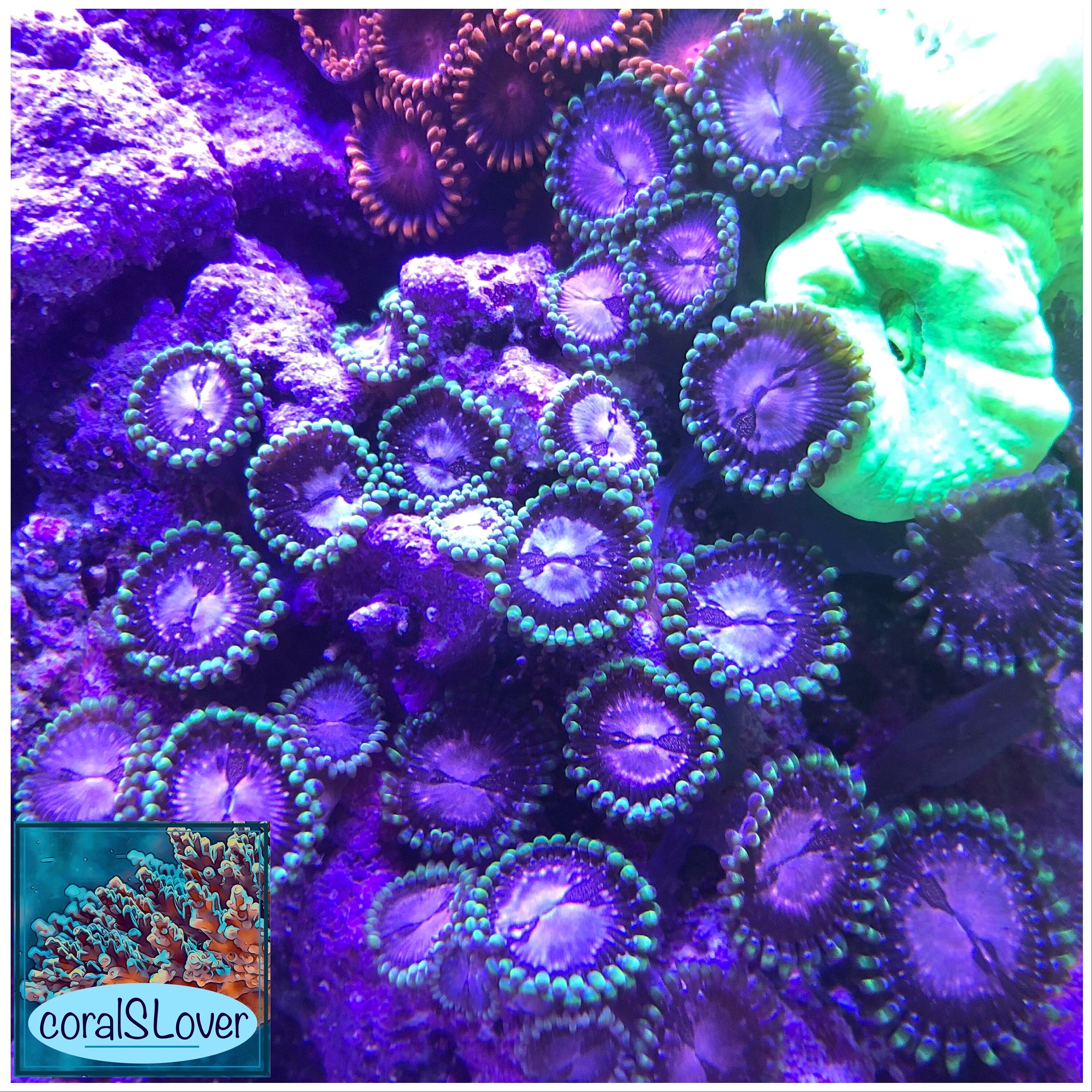 Purple Space Monster Zoanthids - Etsy