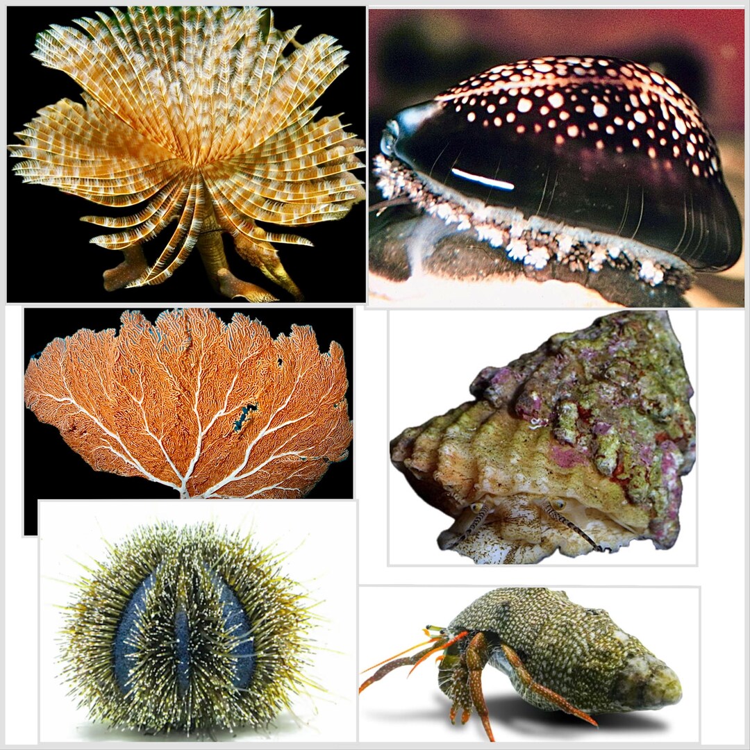 Snails. Crabs. Feather Dusters. Urchin. Saltwater Invertebrates ...