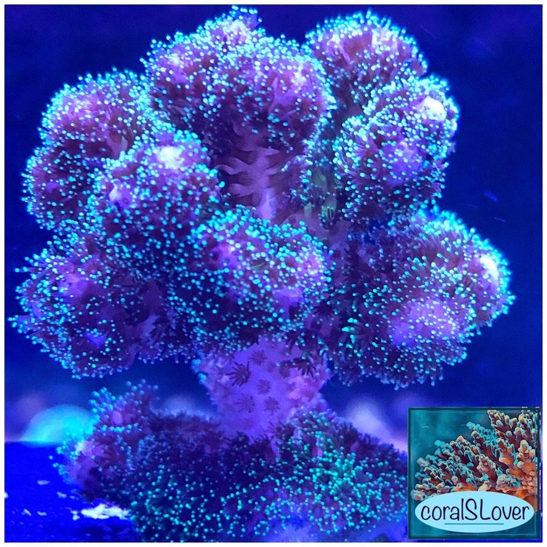 Green Pocillopora Damicornis Live Saltwater Coral - Etsy