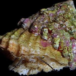 Snails. Crabs. Feather Dusters. Urchin. Saltwater Invertebrates ...