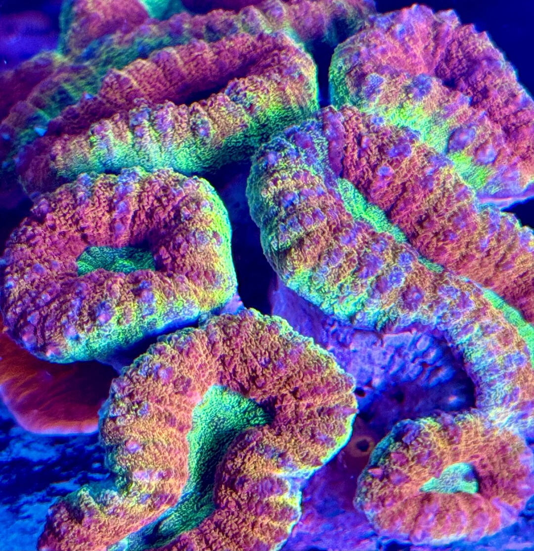 Open Brain Corals or Trachyphyllia Assorted-live Saltwater Coral by ...