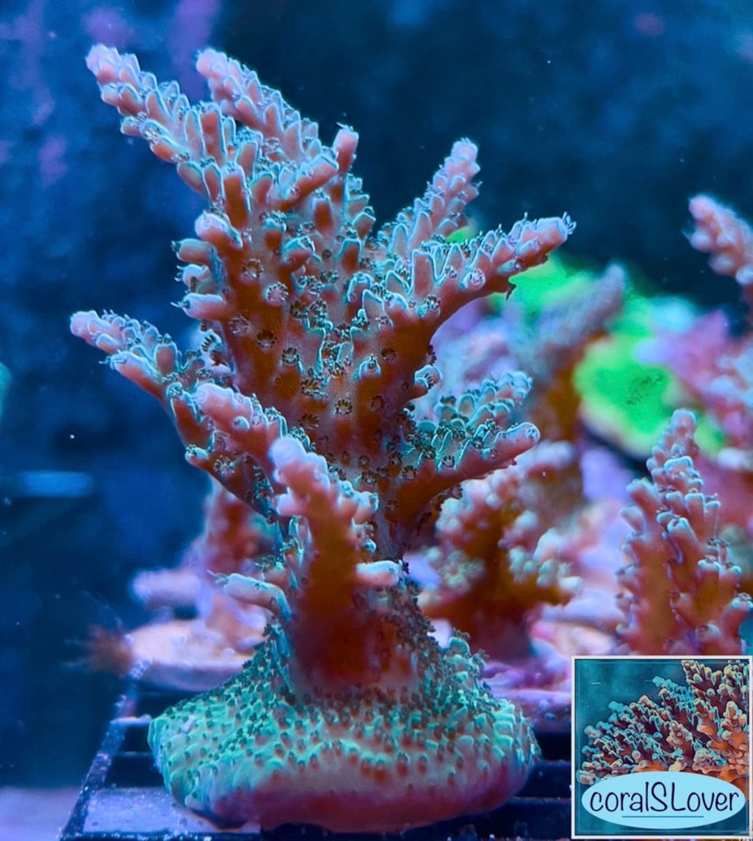 Forest Green Acropora - Etsy