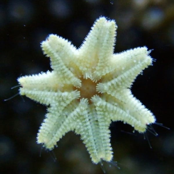 Grey Starfish - Etsy