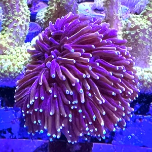 Rainbow Galaxea Live Saltwater Coral by Coralslover - Etsy