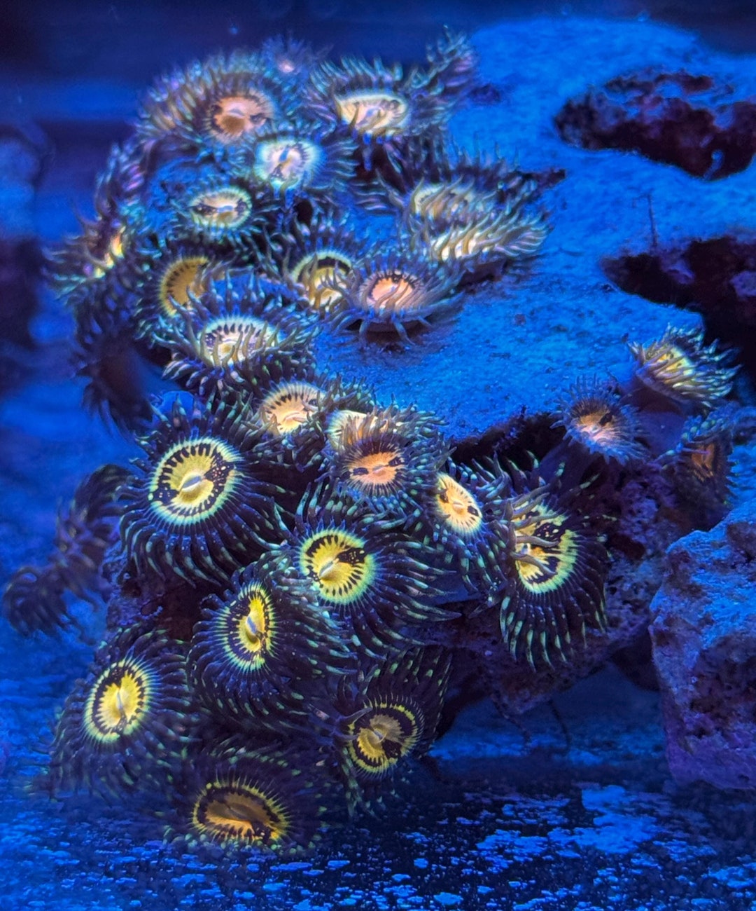 Pacman Zoanthids Live Saltwater Coral by Coralslover - Etsy