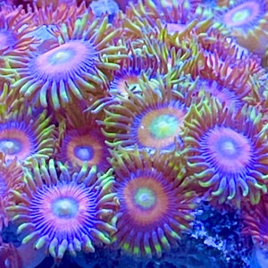Watermelon Zoanthids Live Saltwater Coral by Coralslover - Etsy