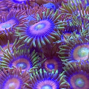 Watermelon Zoanthids Live Saltwater Coral by Coralslover - Etsy