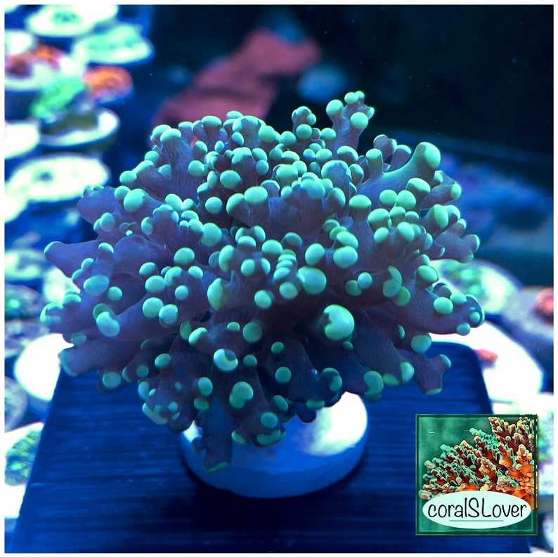 Green Tip Frogspawn - Etsy