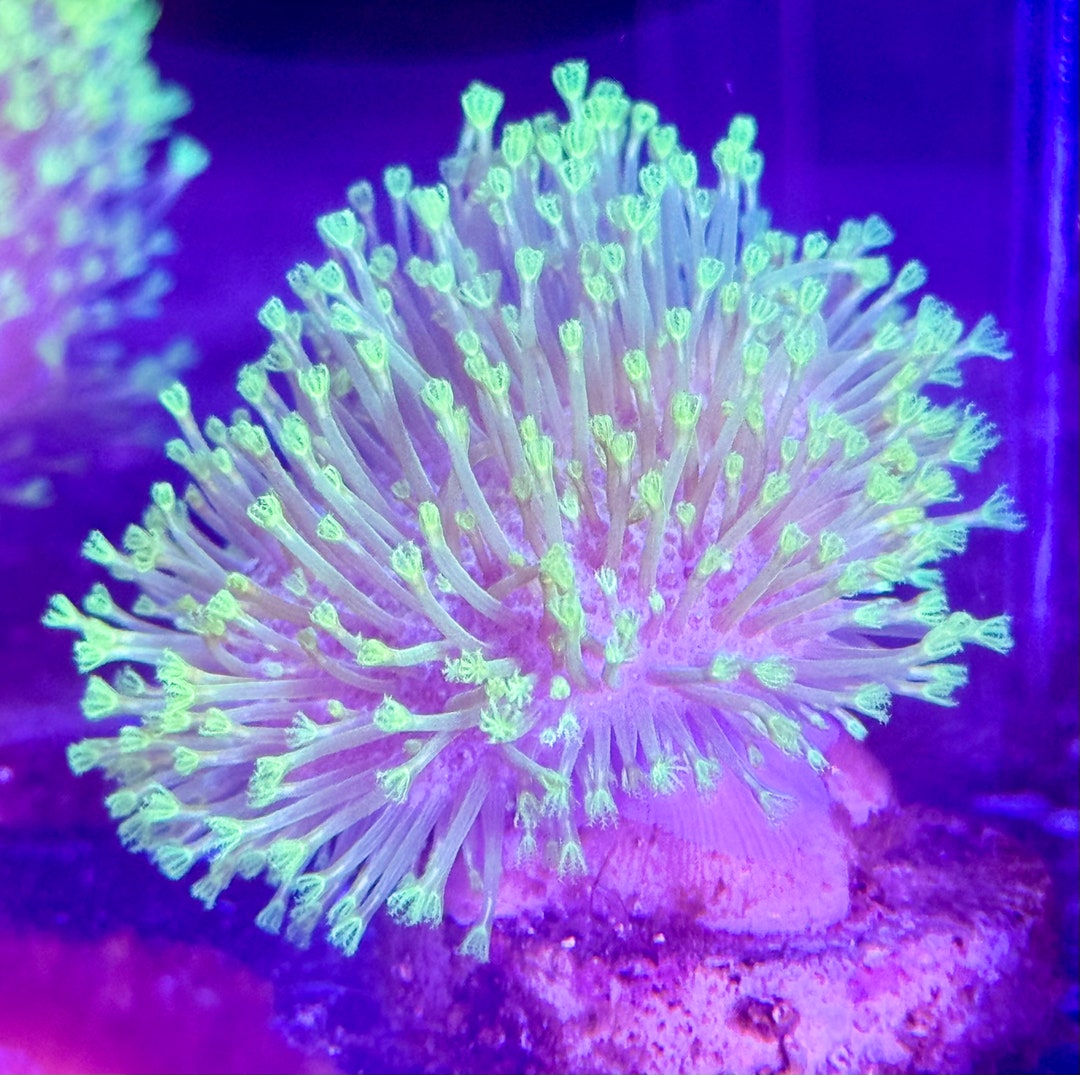 Neon Green Toadstool Umbrella Leather. Japan. - Etsy