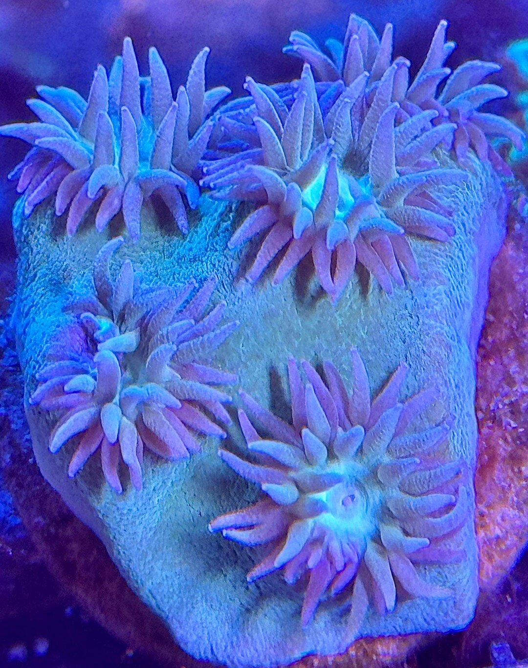 Teal Turbinaria Scroll Live Saltwater Coral by Coralslover - Etsy