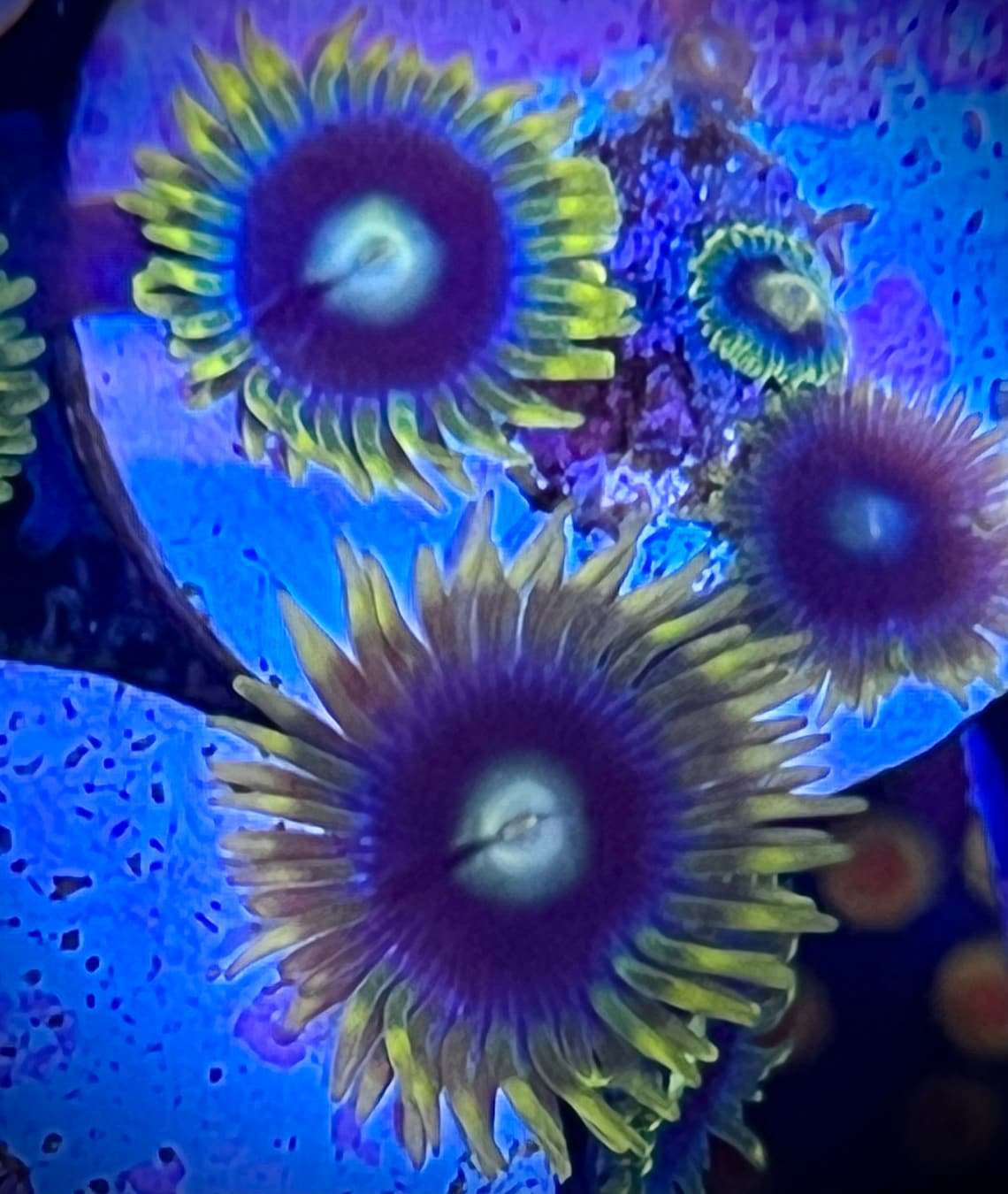 Ocean Sky Zoanthids - Etsy