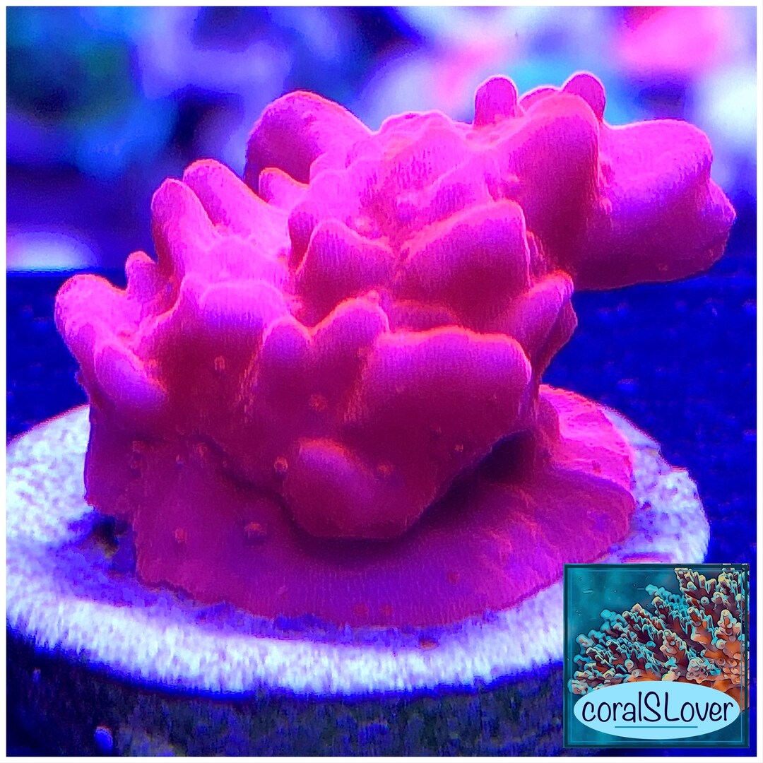 Neon Orange-pink Montipora Setosa Live Saltwater SPS Coral by ...
