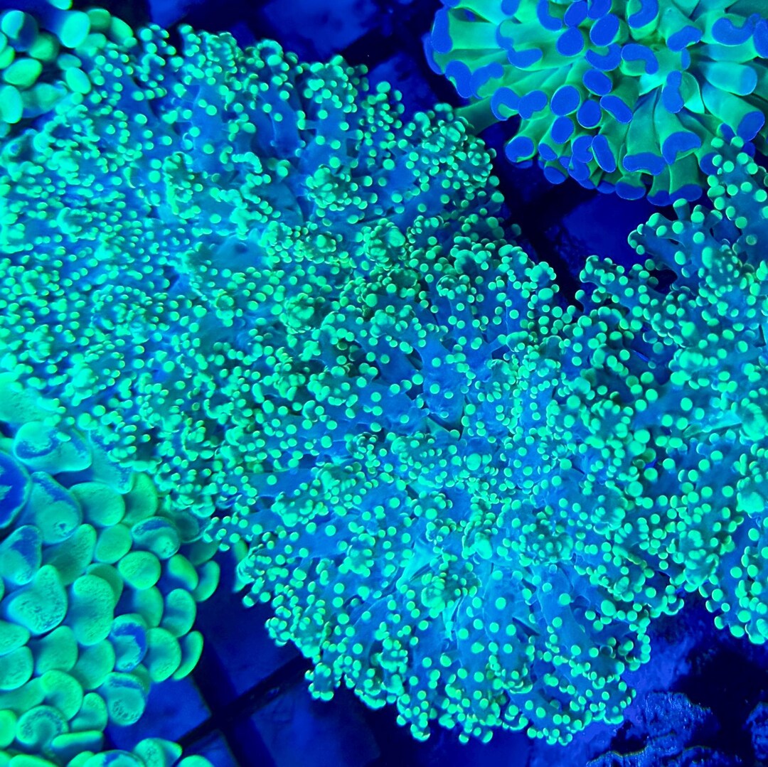 Green-yellow Tip Frogspawn Live Saltwater Coral by Coralslover - Etsy