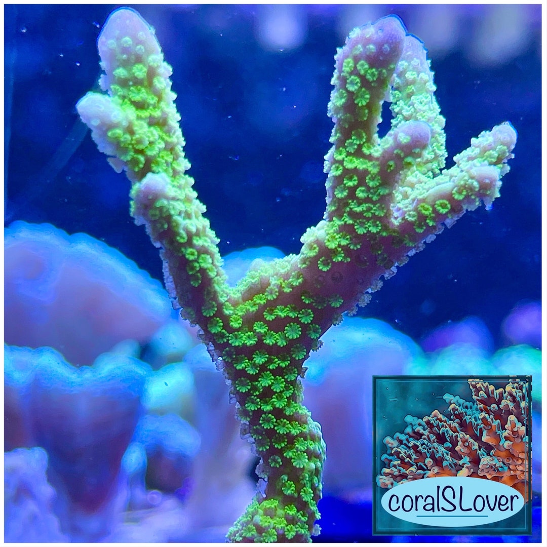 Green Montipora Digitata Live Saltwater Coral - Etsy