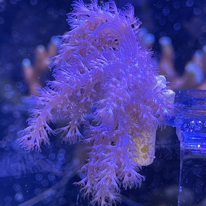 Light Pink Capnella Leather Coral Live Saltwater Coral by Coralslover ...