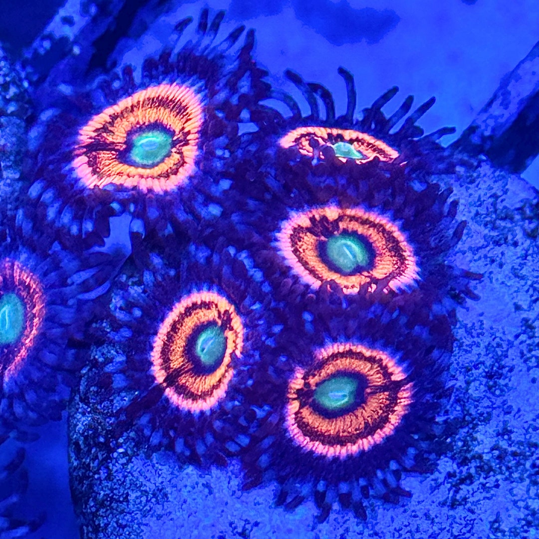 Everlasting Gobstopper Zoanthids Live Saltwater Coral by Coralslover - Etsy