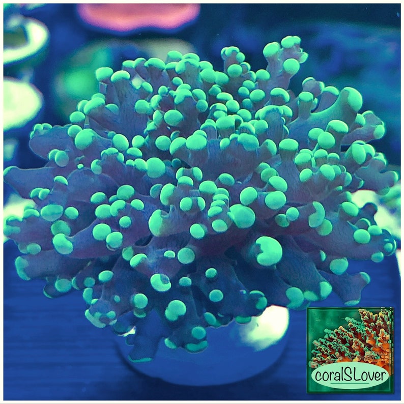 Green Tip Frogspawn - Etsy