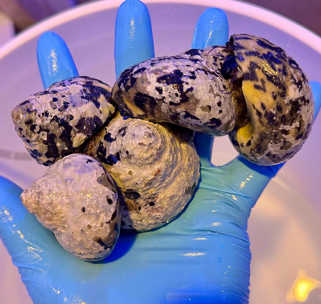 Saltwater Invertebrates-assorted-snails. Crabs. Feather Dusters. Urchin ...