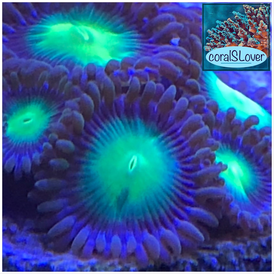 Candy Apple Green Zoanthids Live Saltwater Coral by Coralslover - Etsy
