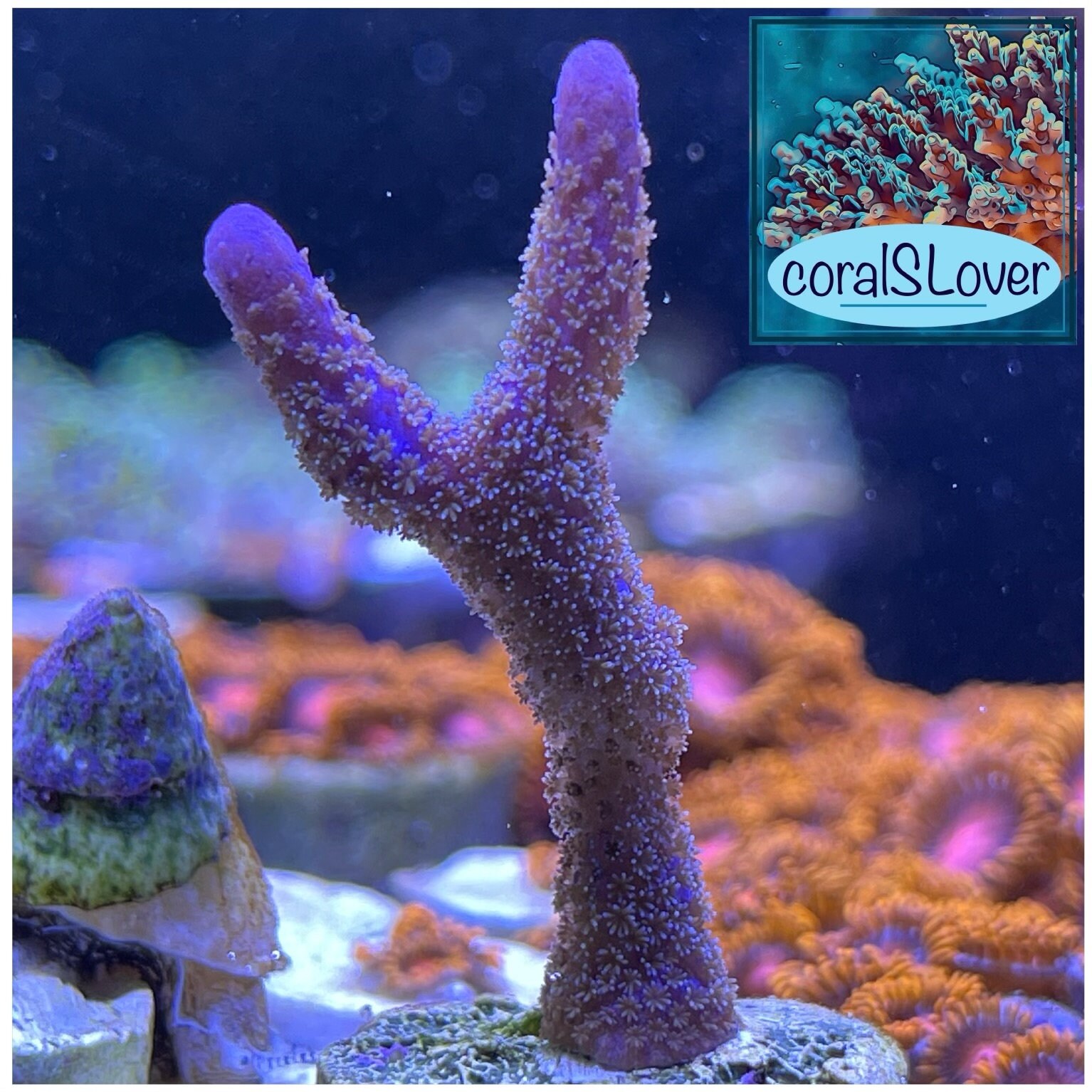 Purple Montipora Digitata - Etsy