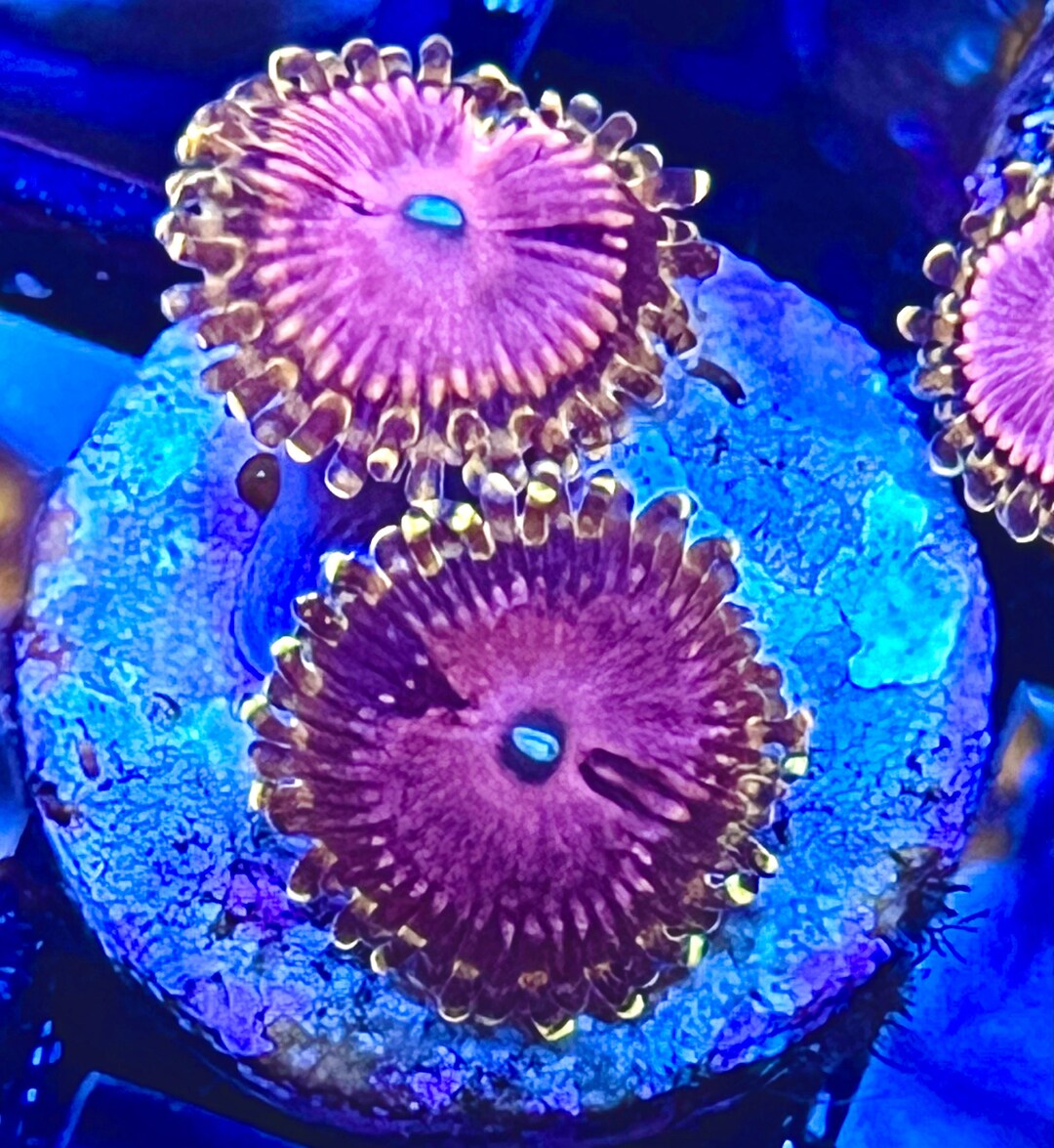 Pink Diamond Zoanthids - Etsy