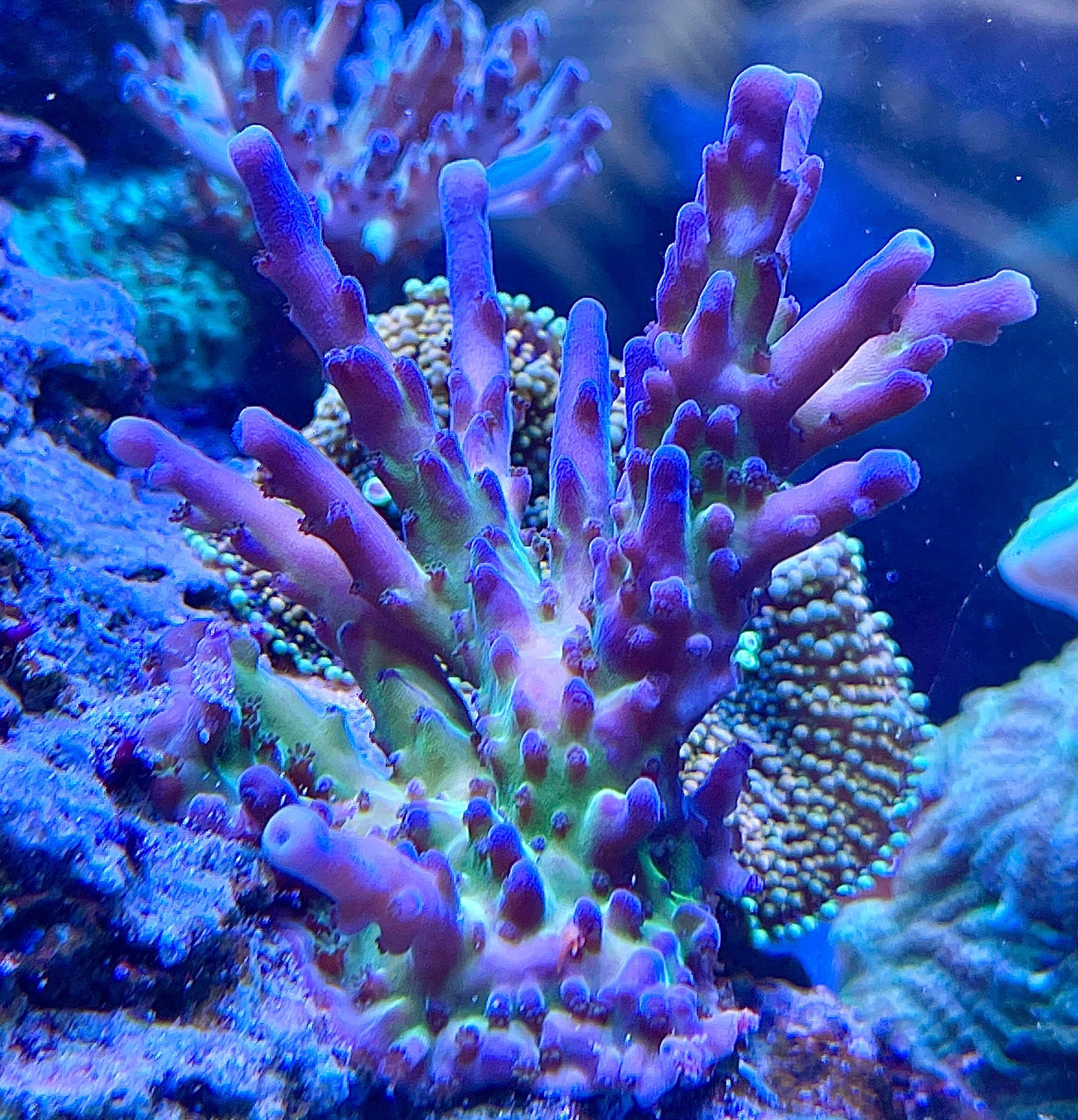 Tabling Acropora Aquarium