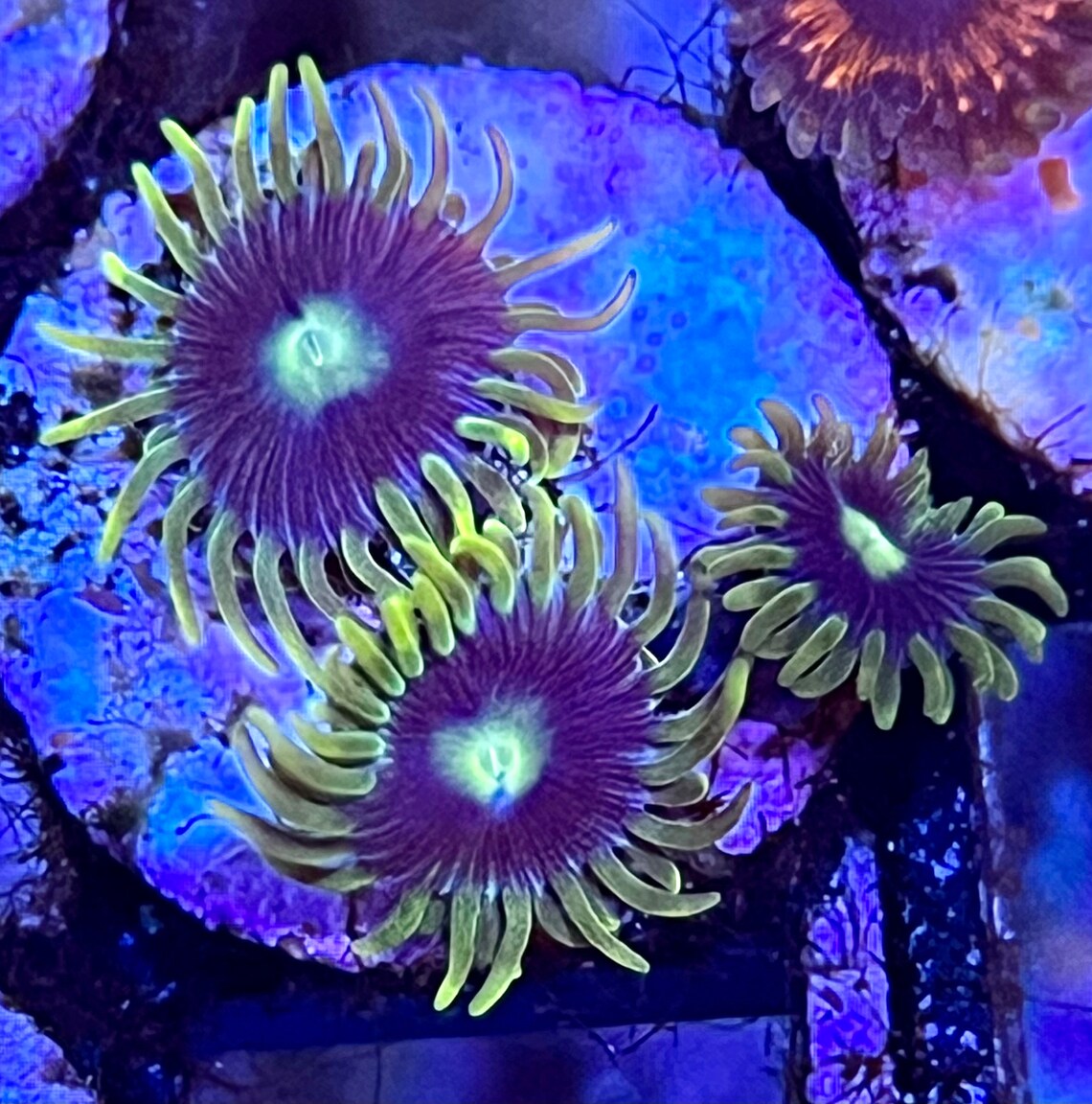 Ocean Sky Zoanthids - Etsy