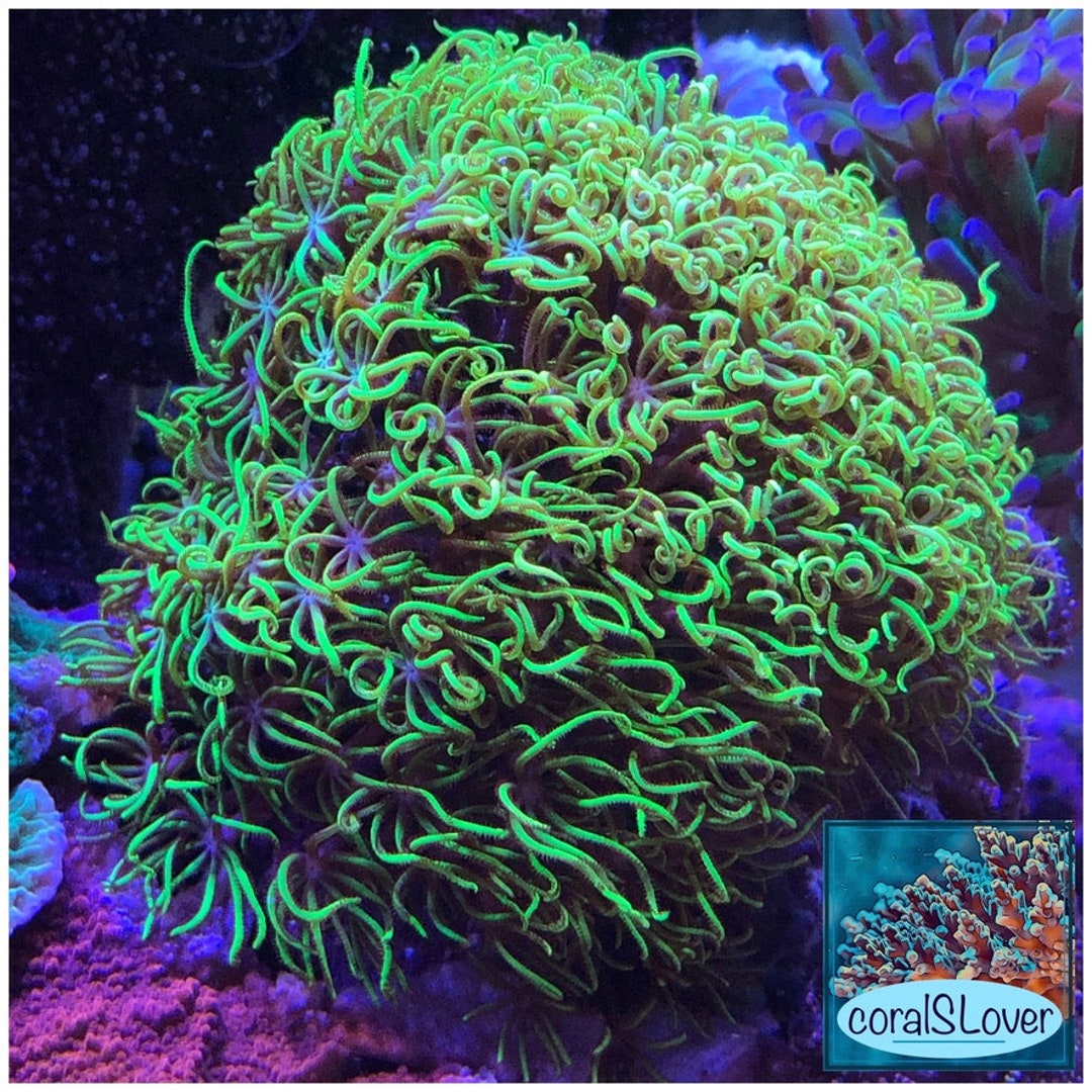 Green Star Polyps, GSP, Live Saltwater Coral by Coralslover - Etsy