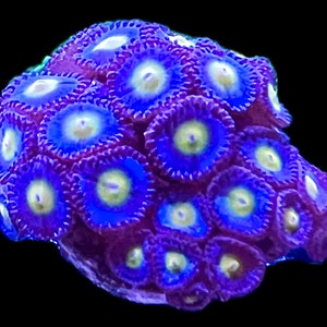 AOI Zoanthids Coral - Etsy