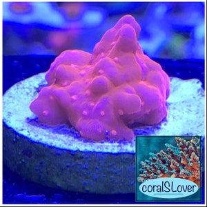 Neon Orange Montipora Setosa - Etsy
