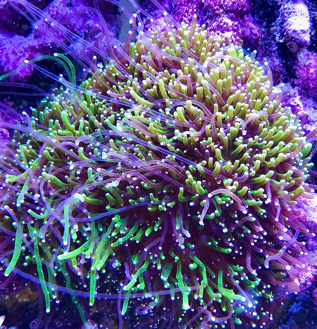 Goniopora Coral Live Green Star Polyps Coral Frag For Saltwater ...