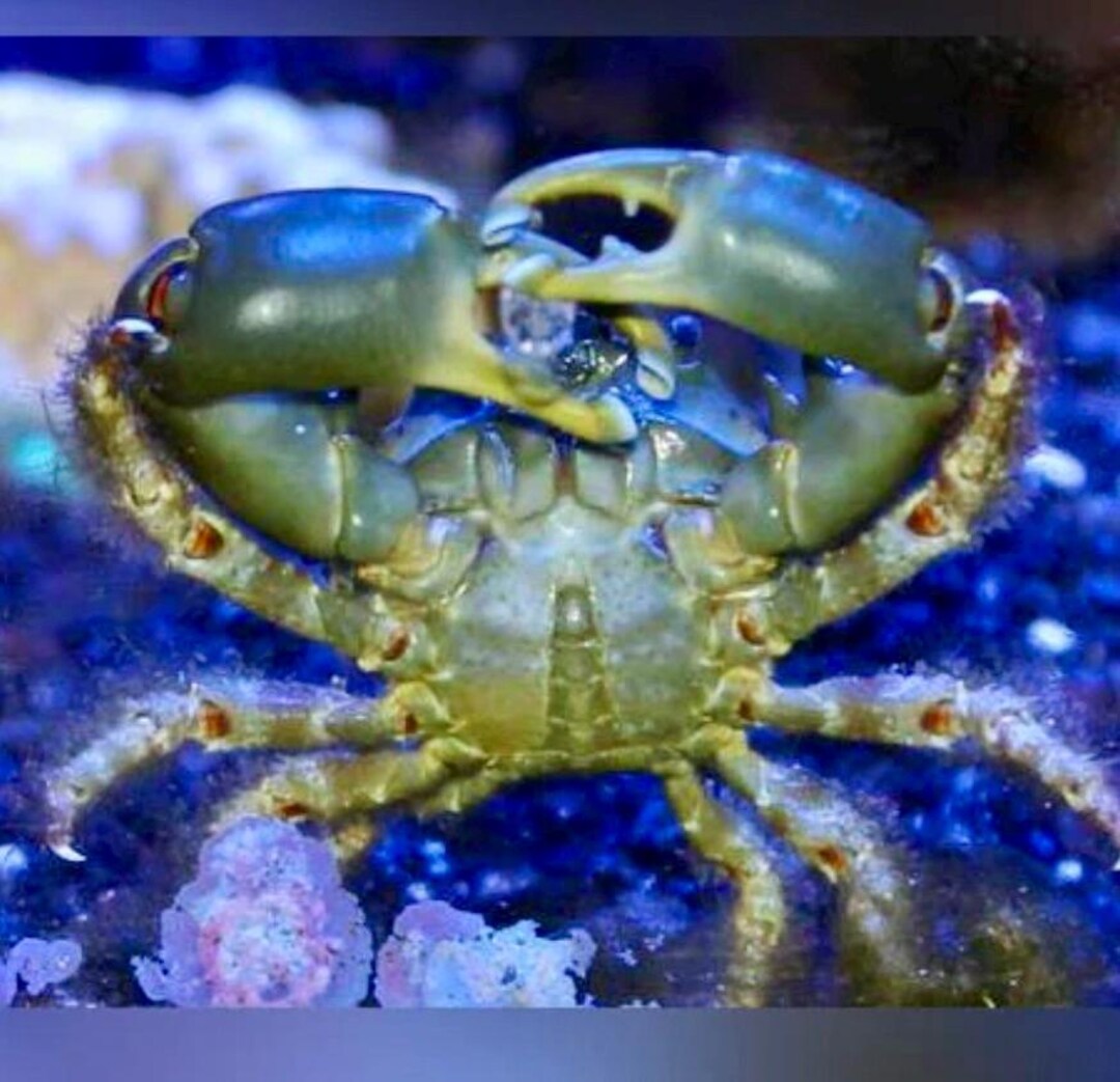 Green Emerald Crab pack of 10 Crabs - Etsy