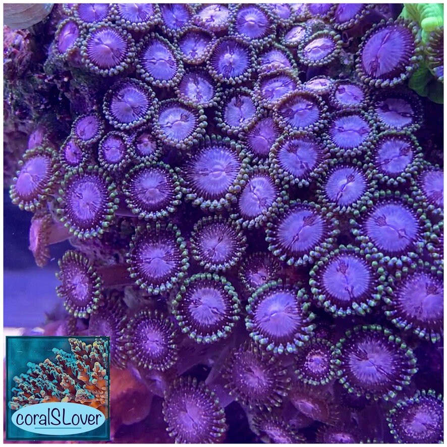 Purple Space Monster Zoanthids - Etsy